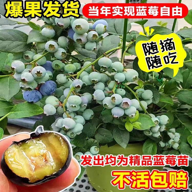 L29蓝莓L25蓝莓带花带果室内阳台好养可食用蓝莓盆栽花卉