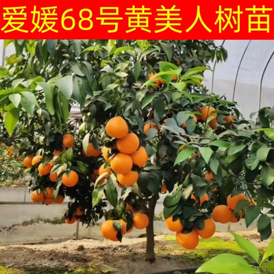 新品种柑橘树苗黄美人爱