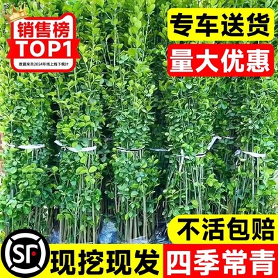 围墙篱笆植物北海道黄杨