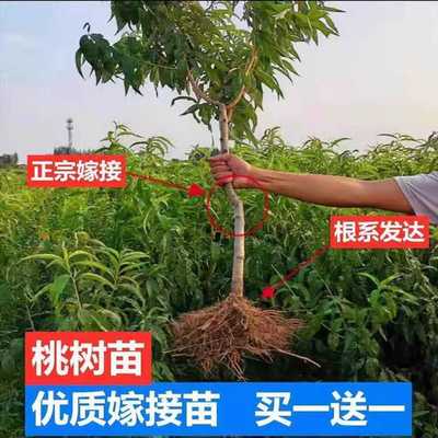 桃树果苗嫁接苗盆栽地栽