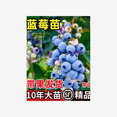 特大蓝莓苗带土耐寒盆栽