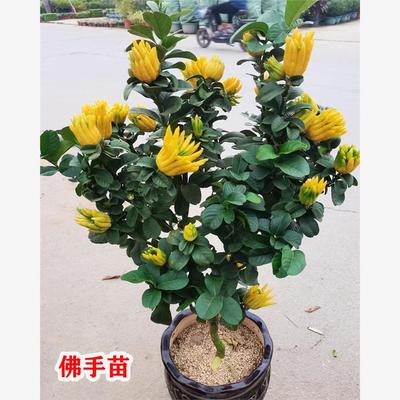 特大金华佛手苗果树四季