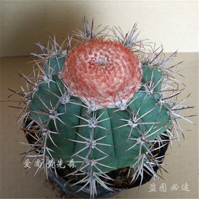 奇特仙人球【层云 鸿运当头】实物拍摄 仙人掌办公室防辐射小盆栽