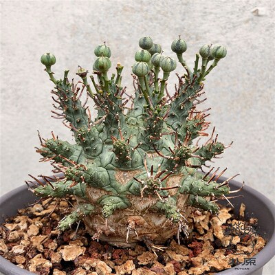 【朴原限定】绿鬼玉 Euphorbia decepta 珍奇块根多肉绿植盆栽