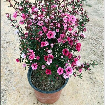 松红梅澳洲腊梅25.8一别墅庭院花园花镜绿植绿化带造景四季不落叶