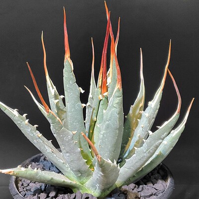 植物员外 妖炎Agave utahensis一物一拍 龙舌兰多肉组合盆栽