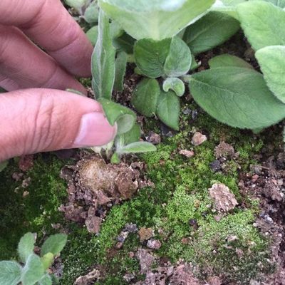 漳州嘟嘟多肉植物【断崖女王】短呀批 发根块状多肉 小苗大棚种植