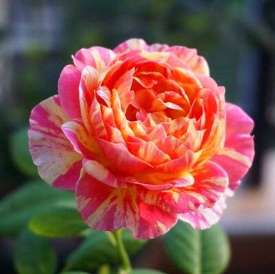 栽劳德莫奈月季莫奈月季苗花盆克地栽庭院四季开花条纹包子型浓香