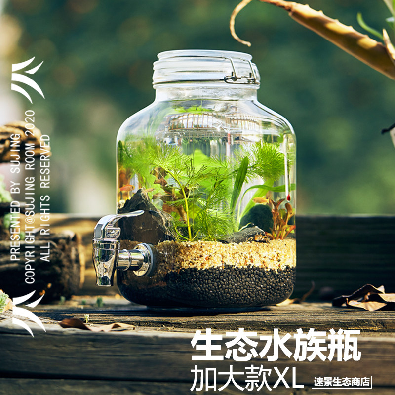 生态瓶微景厅鱼造景斗赏玻璃缸水族办公桌面客观创意观鱼免换水