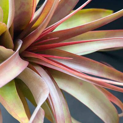 柔婷rothii，稀有品种大型空凤观赏绿植家居绿植江苏基地无土