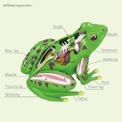 4D Anatomical Frogs Educational Toy for Children Veterinary