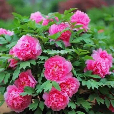 Peony Seeds, Potted Seed, Peony Flower Seed Garden Plants, P