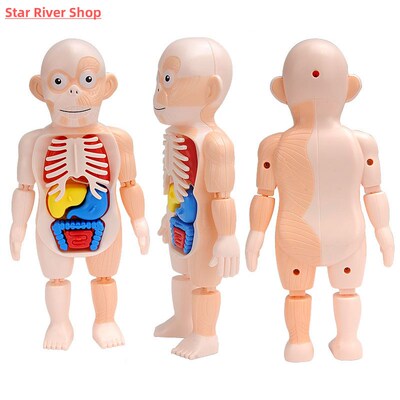 3D Human Body Torso Model Educational Assembly Learning DIY