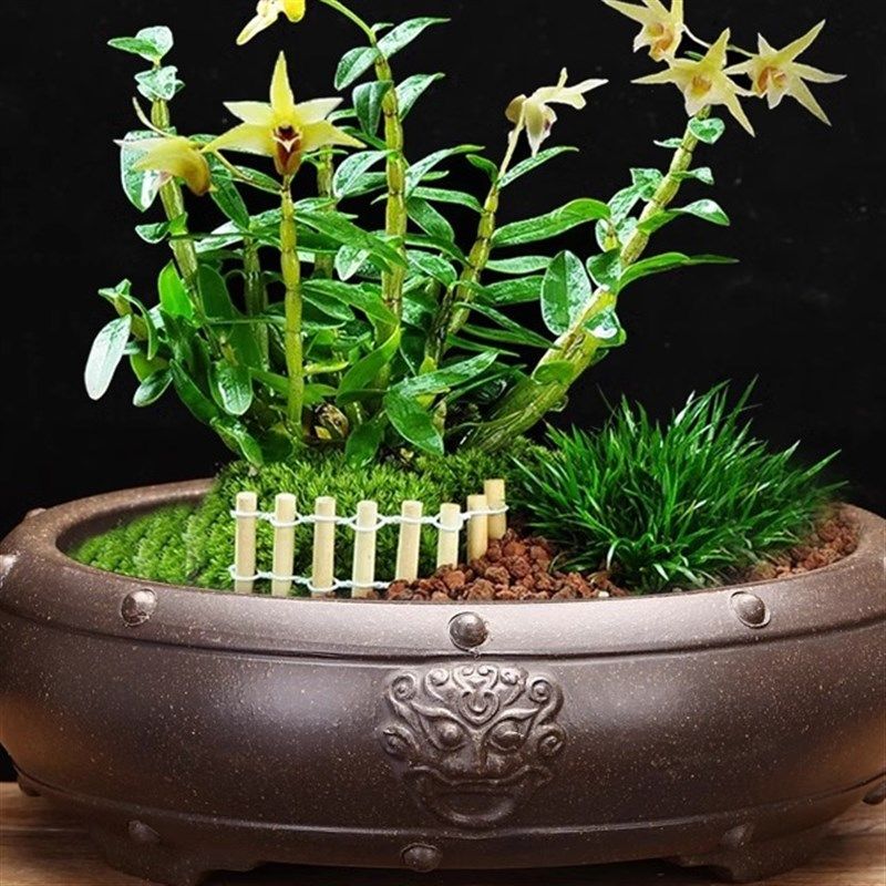 宜兴紫砂花盆古铜色精品陶瓷兽头古典桌面盆景盆文竹老桩花卉绿植