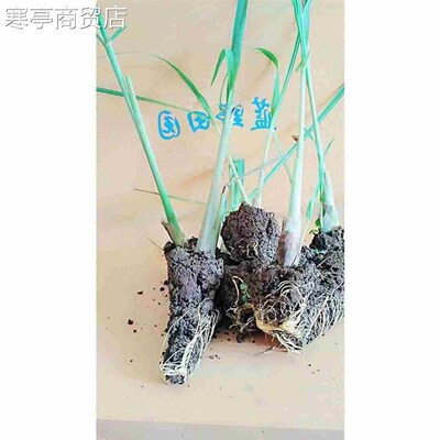 10 Lemongrass grass lentinum citronella plant Thai
