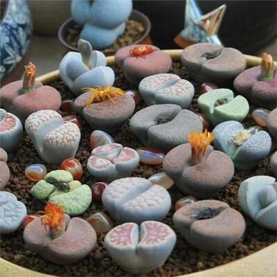 Succulent plant, stone flower, apricot family, whole pot, g