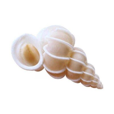 -5cm Natural Conch Specimen Snail Collection Landscape