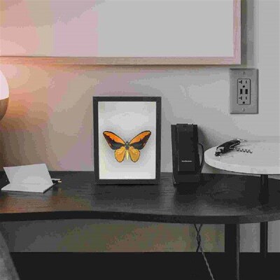 Vintage Decor Specimen Photo Frame Casual Desktop Simple
