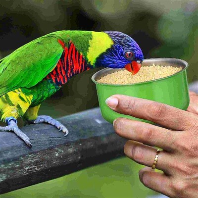 Parrot Food Bowl Bird Feeder Hanging Cage Small Accessories