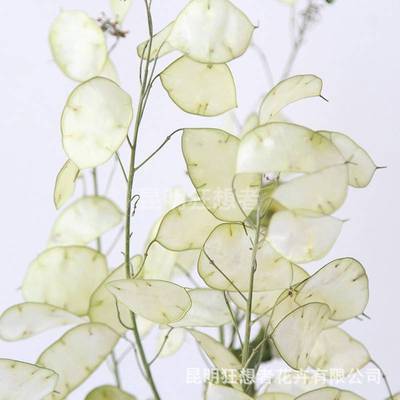 想者新品银干花i狂ns风插花民宿复古FD101313扇寂宅风家居装饰