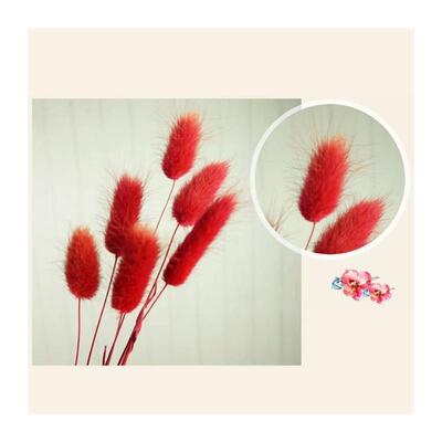 50Pcs Dried Rabbit Tail Grass Flowers Eternal Flower Artific