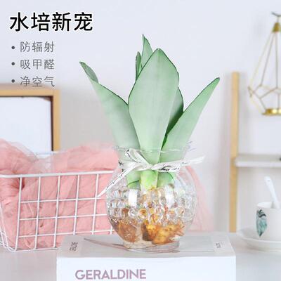 Hydroponic white jade tiger skin small potted plants, hydro