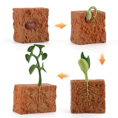 Simulation Life Cycle of a Bean Plant Growth Cycle Model