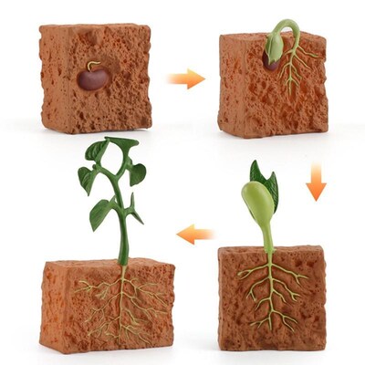 Kids Educational Toys Plant Seeds Growth Life Cycle Playset0