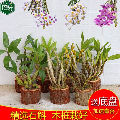 精选石斛枫斗 带木桩栽好 铁皮石斛蜂腰石斛稀有石斛名贵石斛栽好