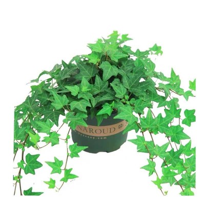 basil plants herbs mint rosemary thyme, spices Edible plant