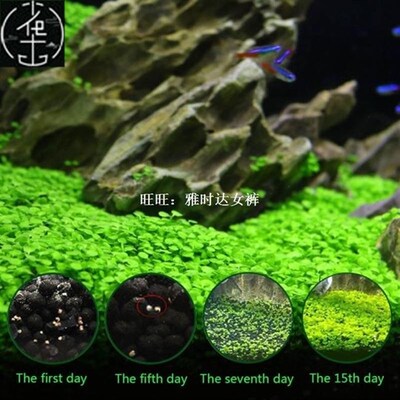 Aquarium Plant Seeds Water Aquatic Green Water Grass Decorat