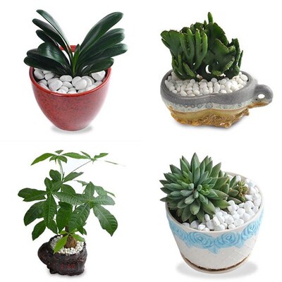 on the new succulent ornamental pebbles pot plant pavement
