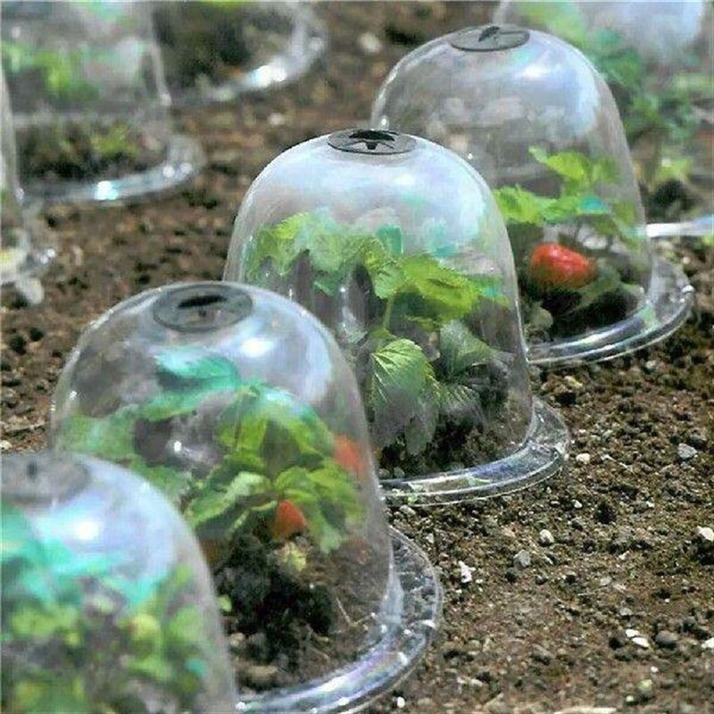 Plant Bell Cover Dome Anti-freeze Transparent Protector