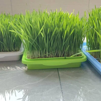 2 Layer Seed Sprouter Tray Vegetable Bean Plant Hydroponic N