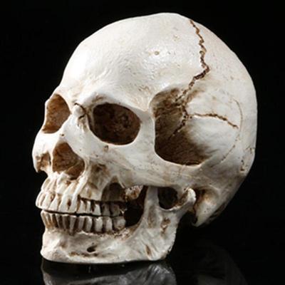 Human Head Replica Resin Divided 3D Skull Mould for Hallowee