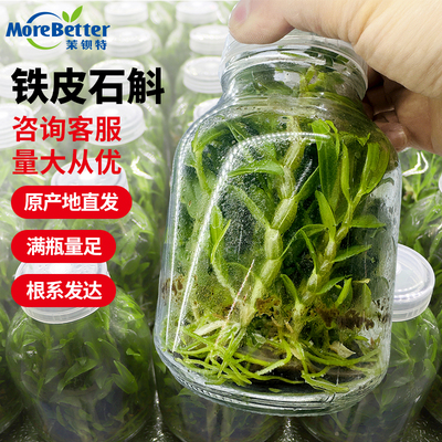 铁皮石斛无菌组培苗瓶苗浙江品种