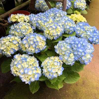 无尽夏大花木绣球盆栽阳台庭院花园四季绣球花期长好养 2盆包邮