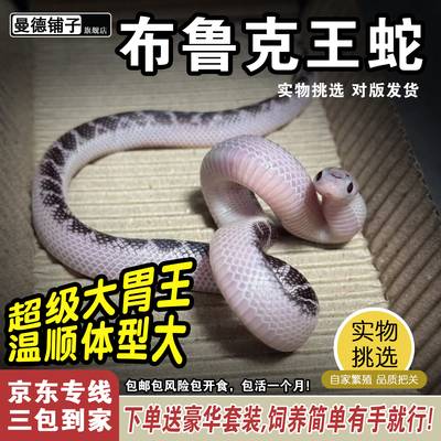 活体宠物王蛇温顺无毒好养