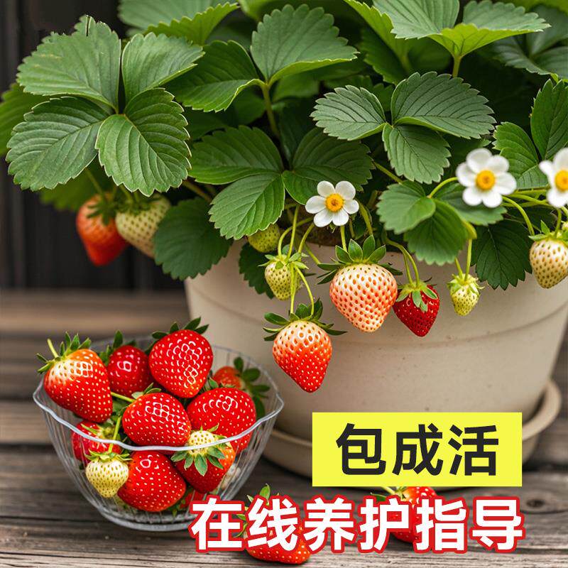 草莓盆栽带花可食用超大号丹东阳台奶油草莓红颜草莓苗秧四季结果