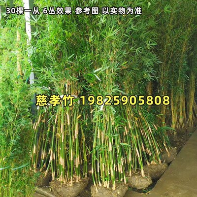 丛生慈孝竹苗盆栽绿植庭院室外小型观赏竹子苗耐寒四季青植物窝竹