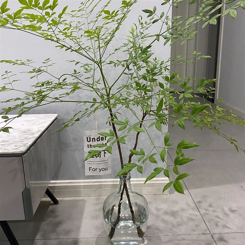 南天竹鲜切枝水培植物四季好养观叶绿植室内水养平替吊钟马醉木
