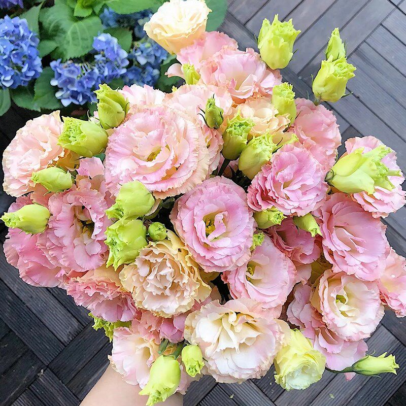 【全店两件空运】洋桔梗洋玫瑰花期长百搭好养水养家庭云南鲜切花