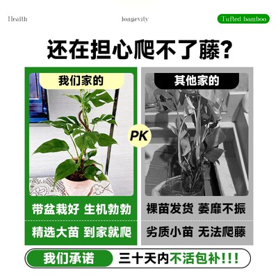 姬龟背仙洞龟背竹爬藤植物垂吊墙蔓盆栽四季房间室内客厅阳台绿植