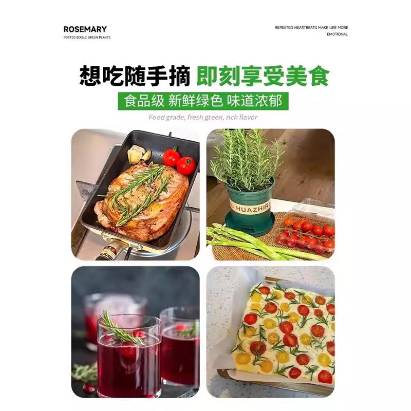 大盆迷迭香盆栽可食用煎牛排用百里香薄荷叶紫苏新鲜香草植物香料