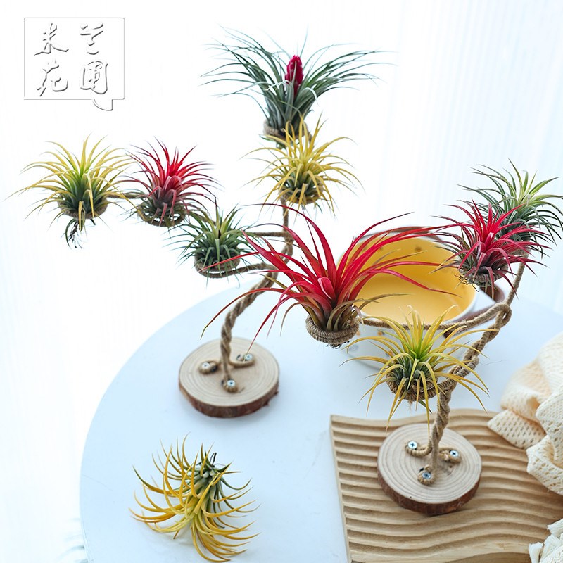 空气凤梨植物 四孔五孔 圆盘麻绳支架精灵套餐绿植盆栽花草