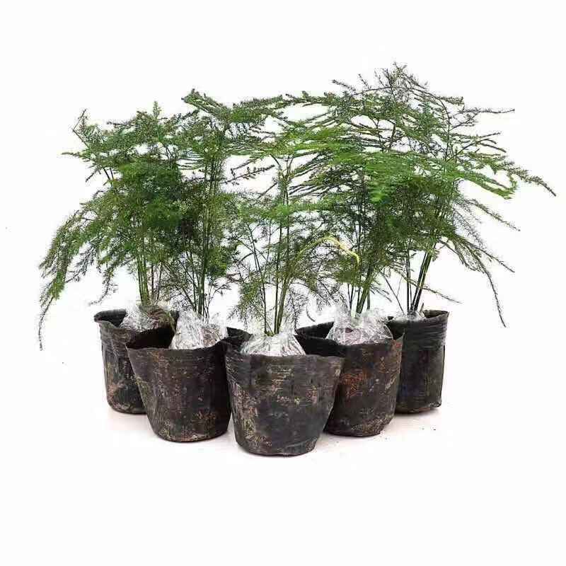 文竹栀子花发财树室内盆栽绿植花卉盆景净化空气f四季常青