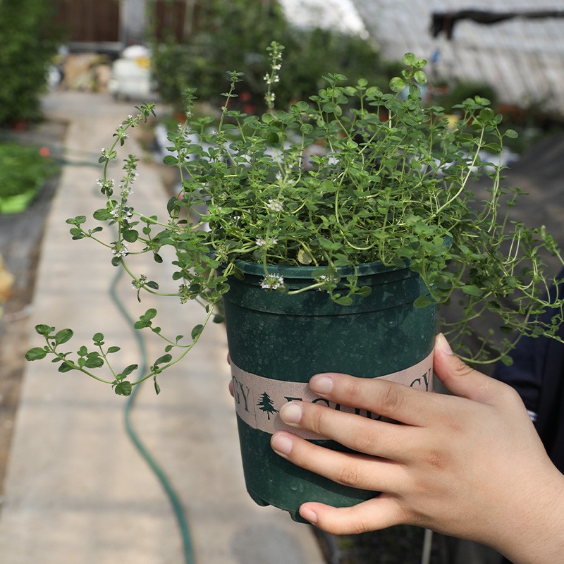 百里香苗新鲜盆栽迷迭香可食用煎牛排用匍匐植物大株用四季香草