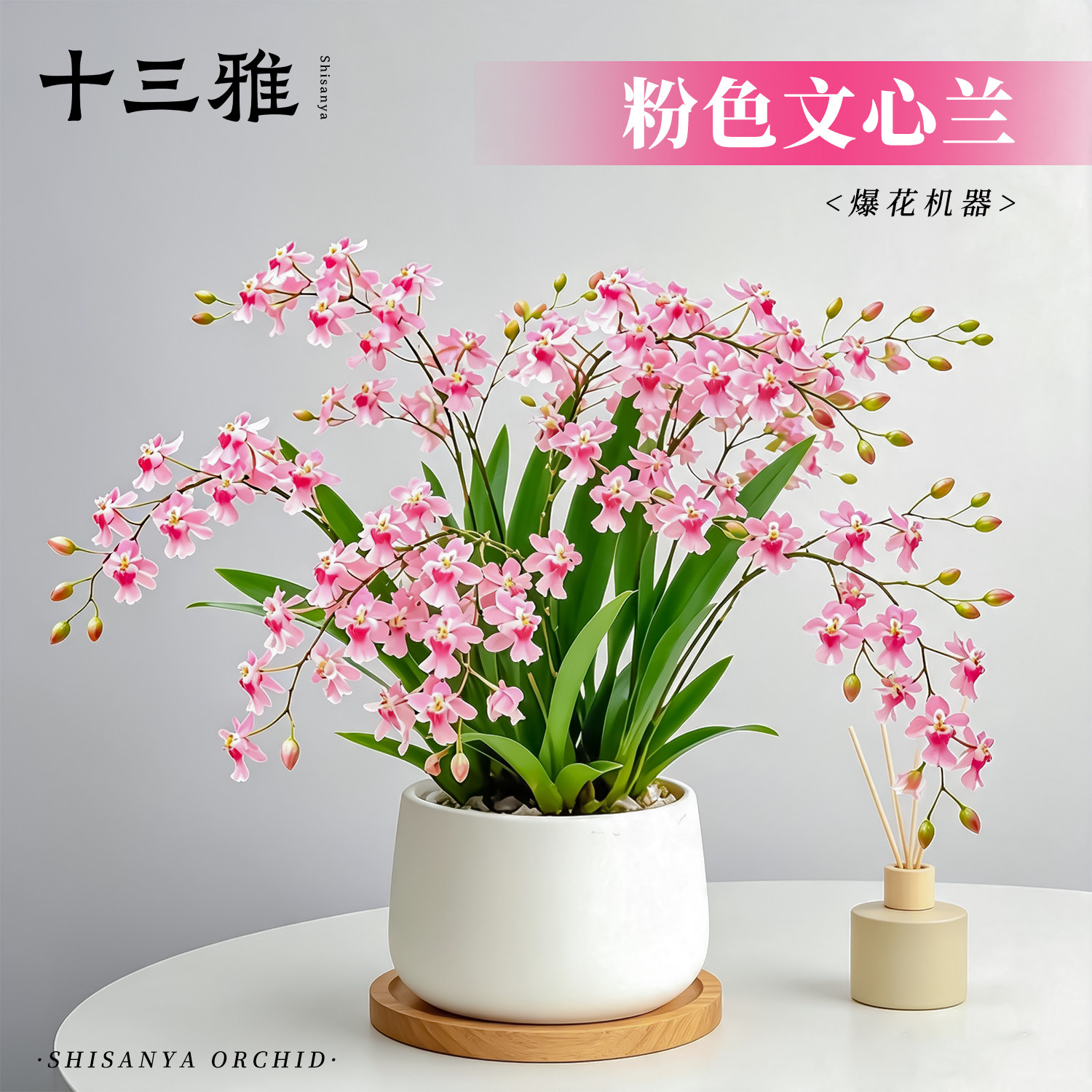 香水味文心兰当年开花现带花苞梦香兰花苗浓香花卉盆栽水培植物