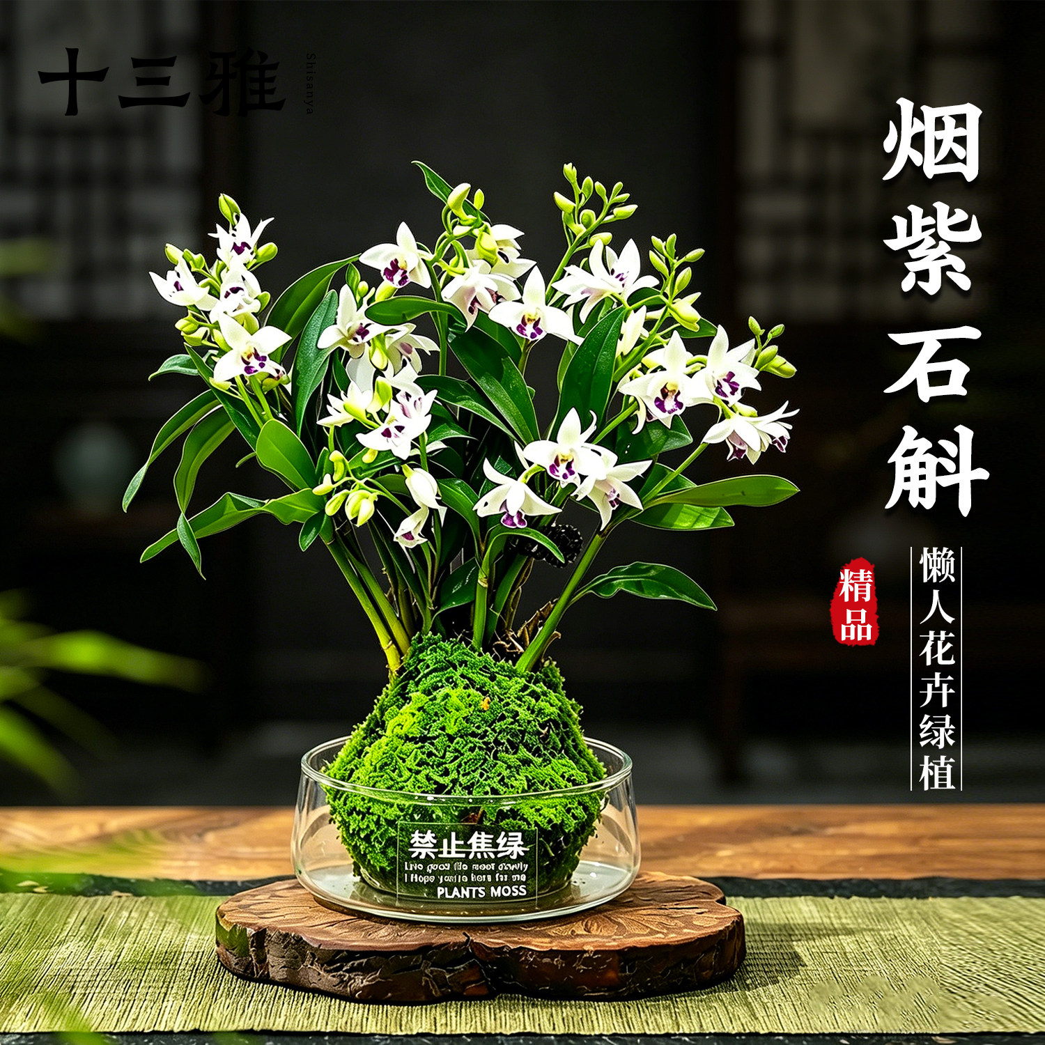 烟紫石斛兰花苗盆栽四季好养绿植浓香型冬带花苞室内花卉净化空气