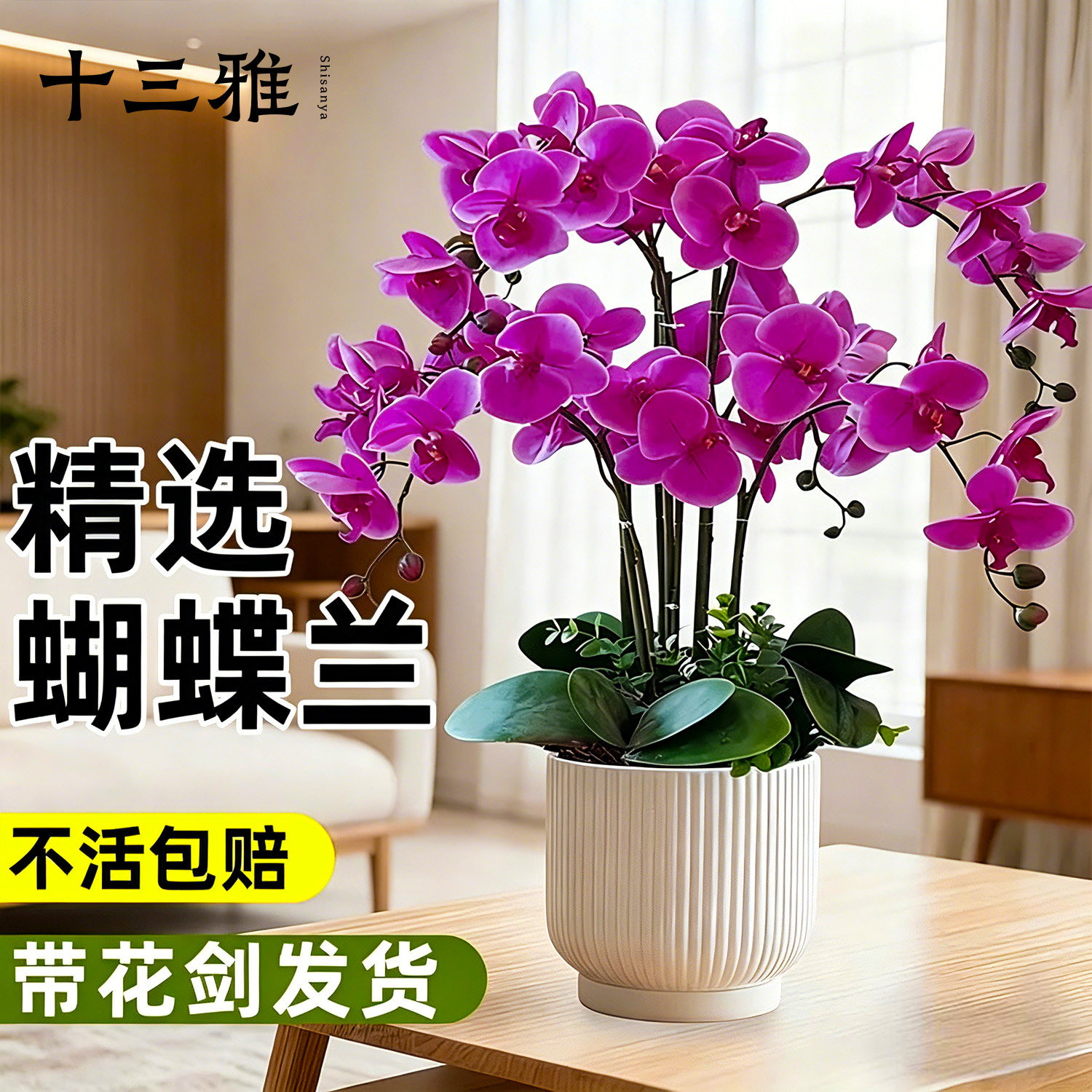蝴蝶兰花苗带花剑带花苞盆栽兰花大苗客厅室内植物花卉四季好养活